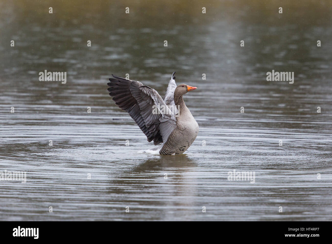 Portrait of natural gray goose (Anser anser) moving wings in water ...