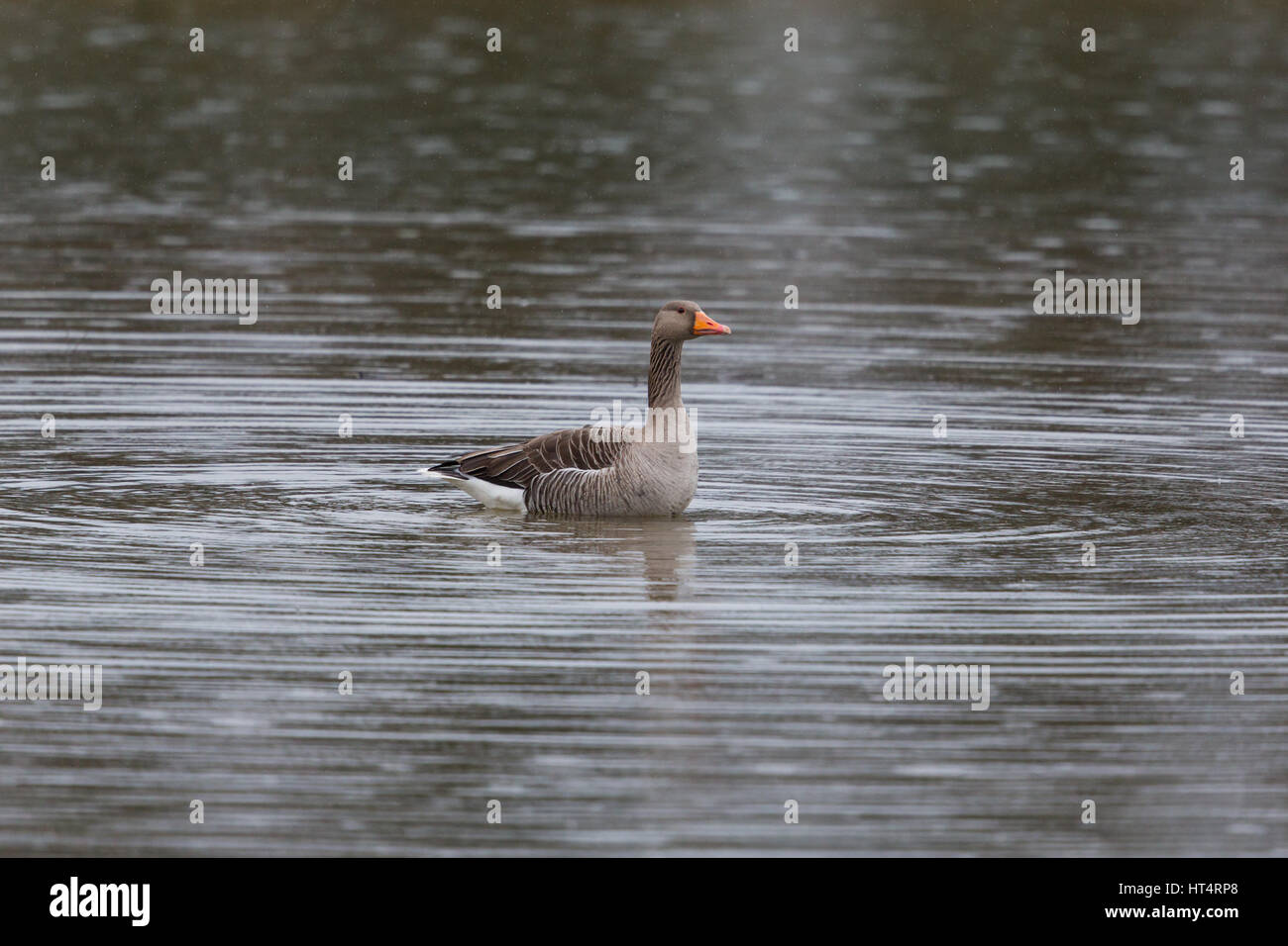 Natural gray goose (Anser anser) swimming on water surface during rain ...