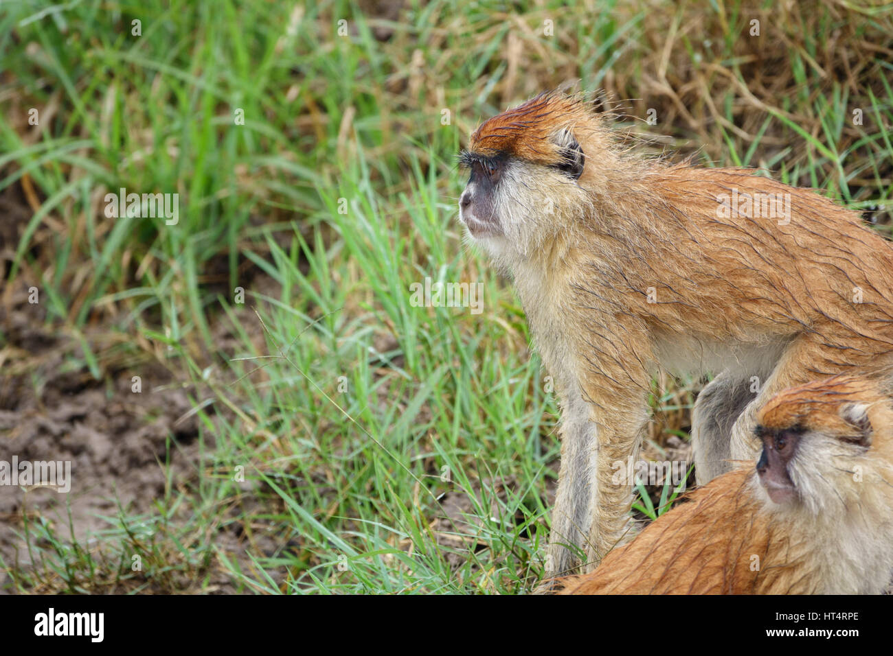 Closeup side view of small monkeys over grass Stock Photo - Alamy