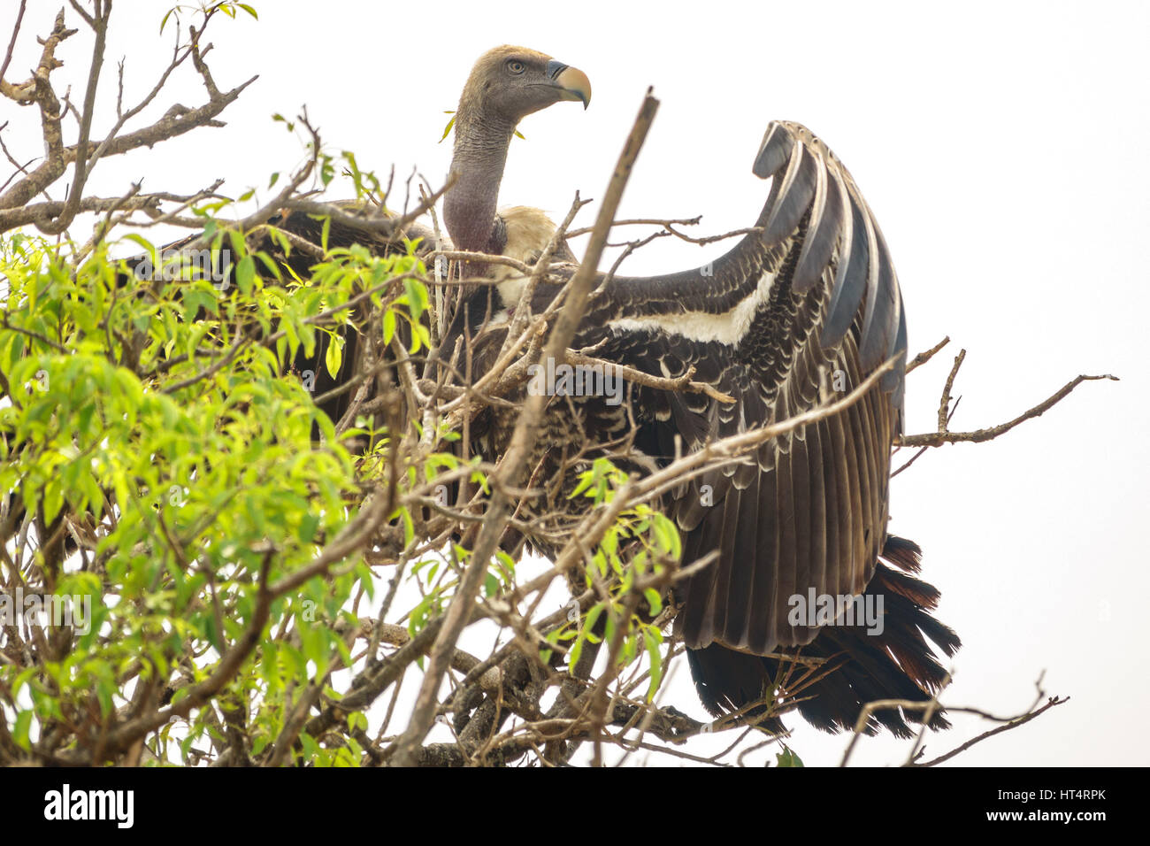 Entire vulture standing tall on top of a tree, extended wings Stock ...