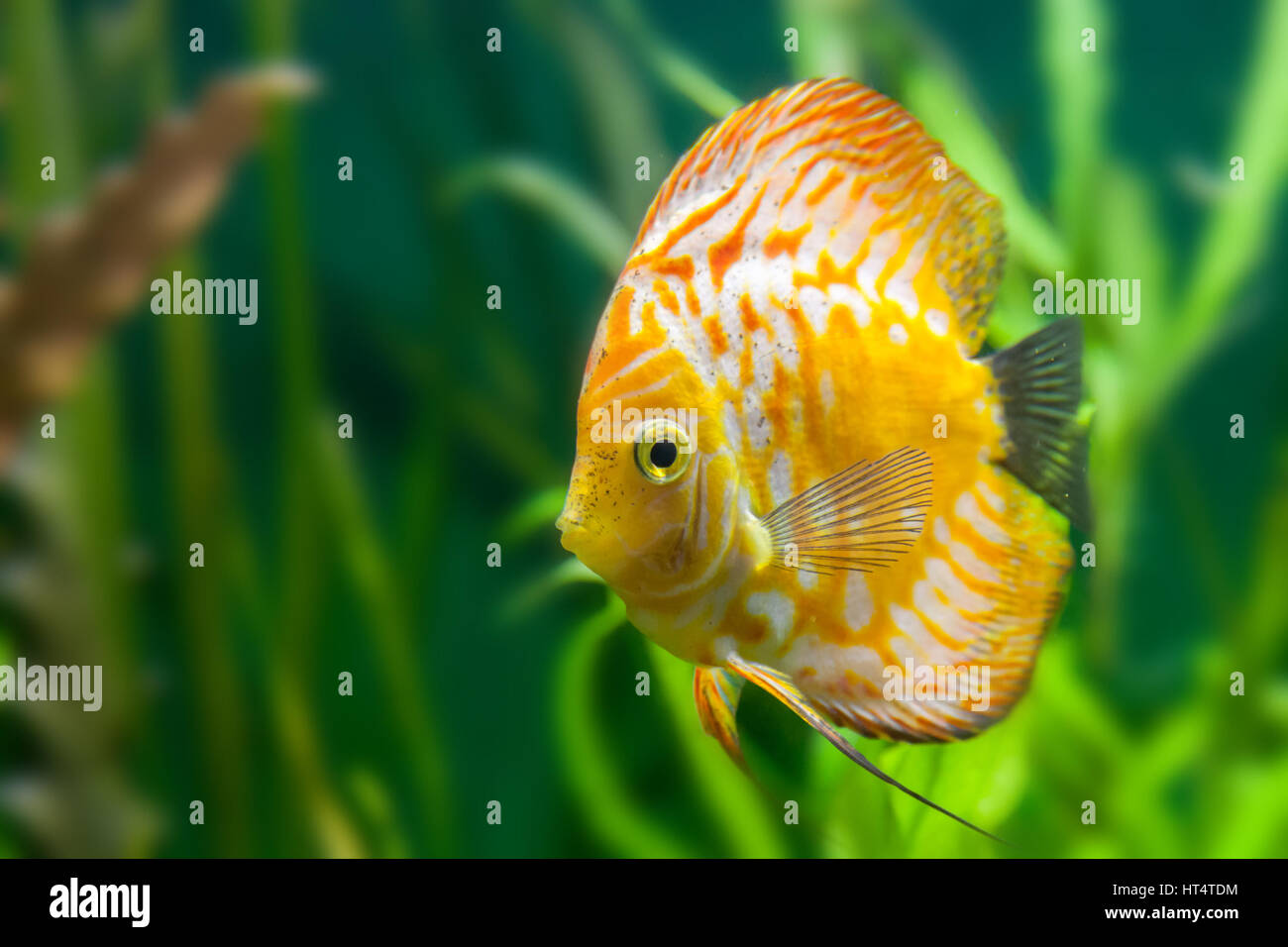 floating fishes in an aquarium with stones on a blue background Stock ...