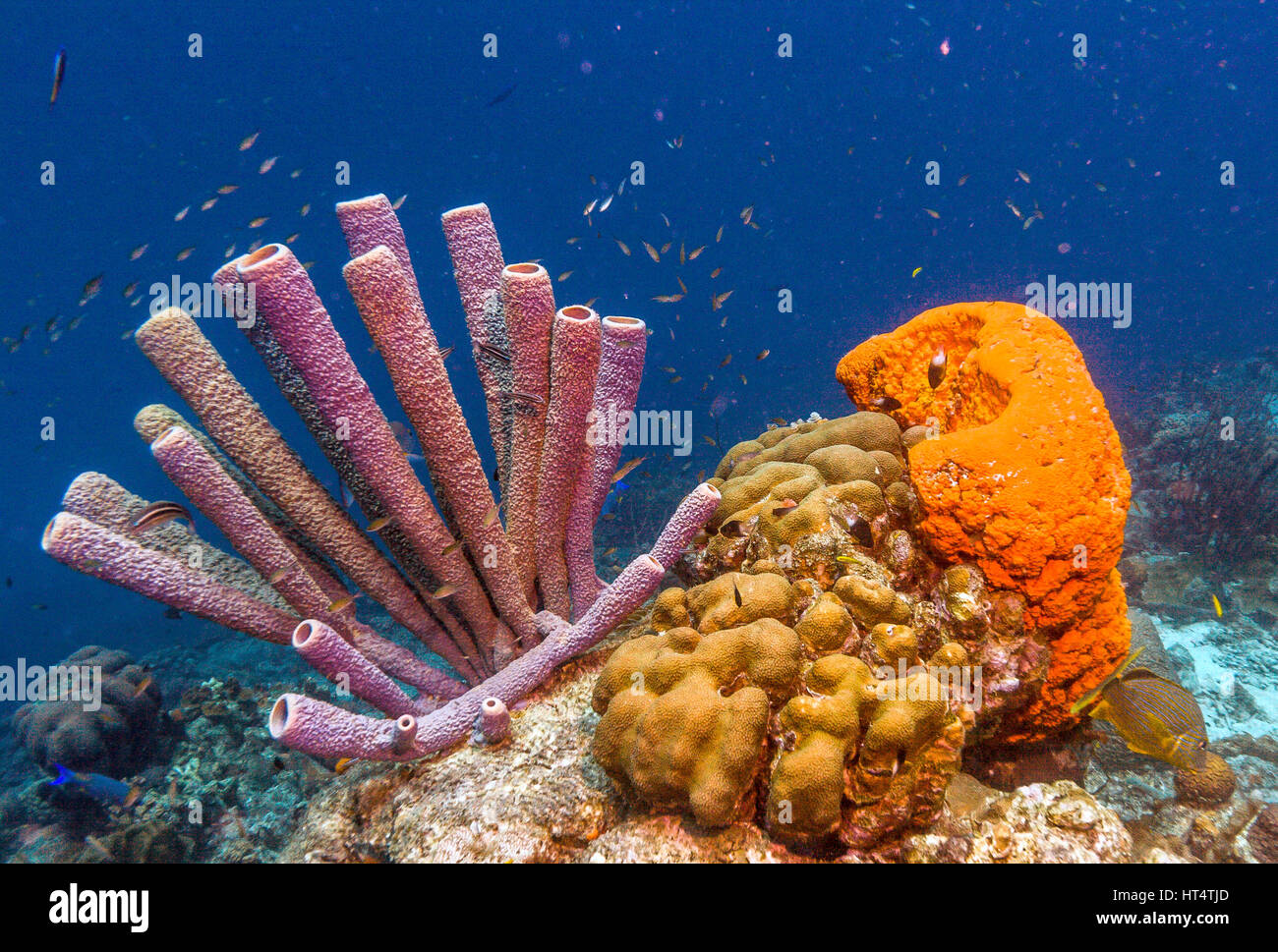 Aplysina archeri,stove-pipe sponge is a species of tube sponge on coral ...