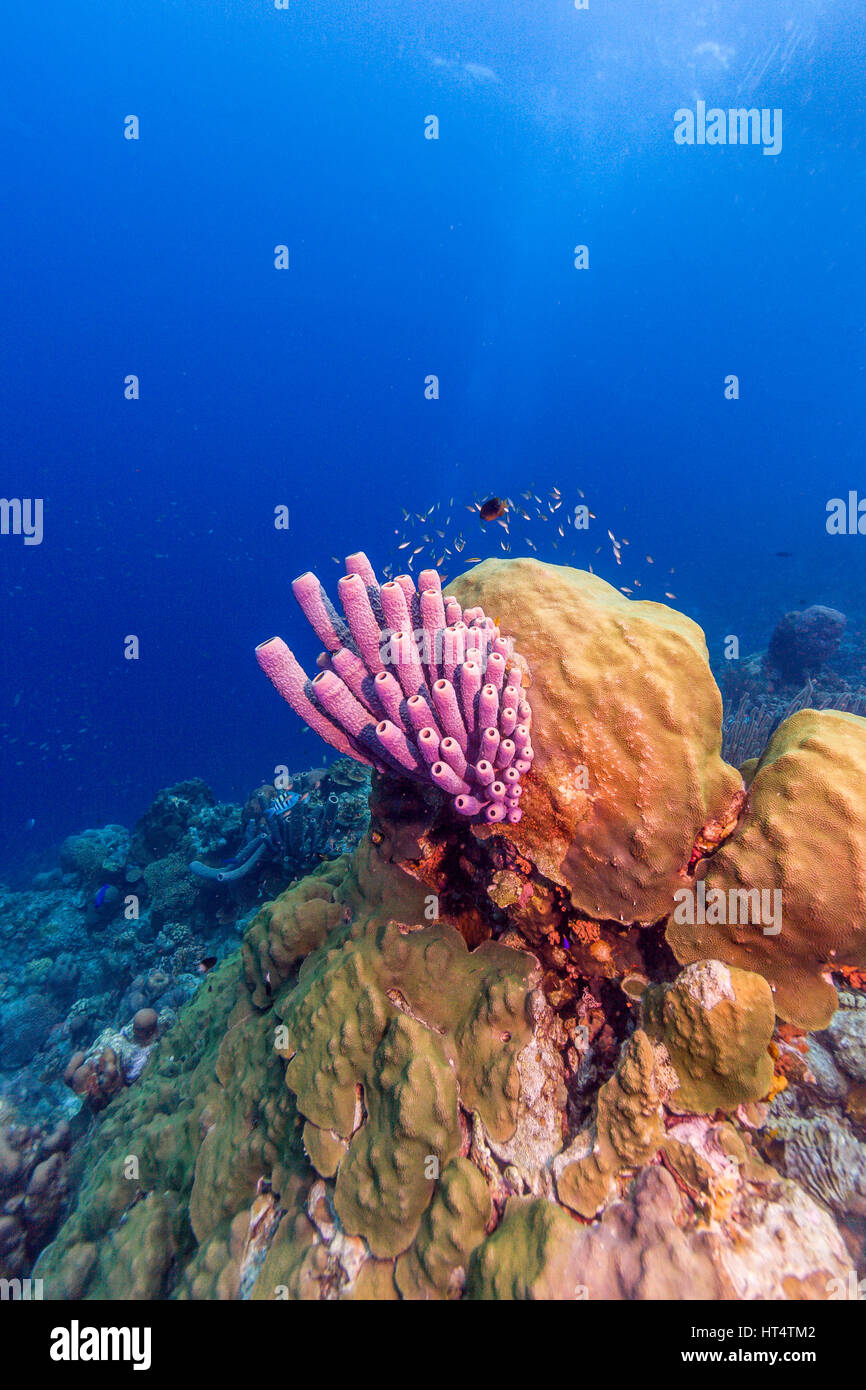 Tube sponge hi-res stock photography and images - Alamy
