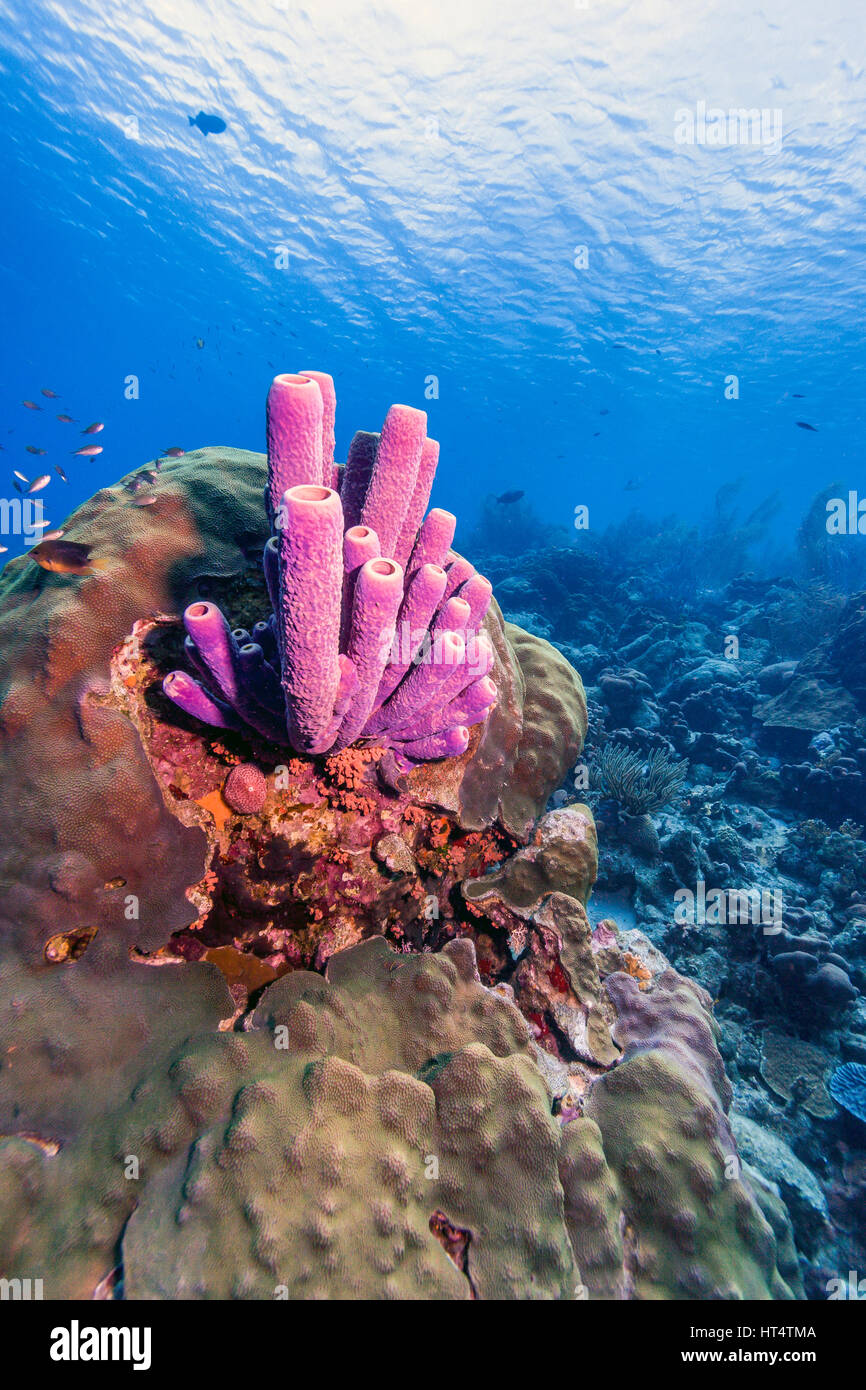 Aplysina archeri,stove-pipe sponge is a species of tube sponge on coral ...