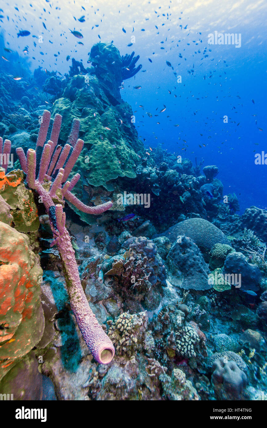 Aplysina archeri,stove-pipe sponge is a species of tube sponge on coral ...