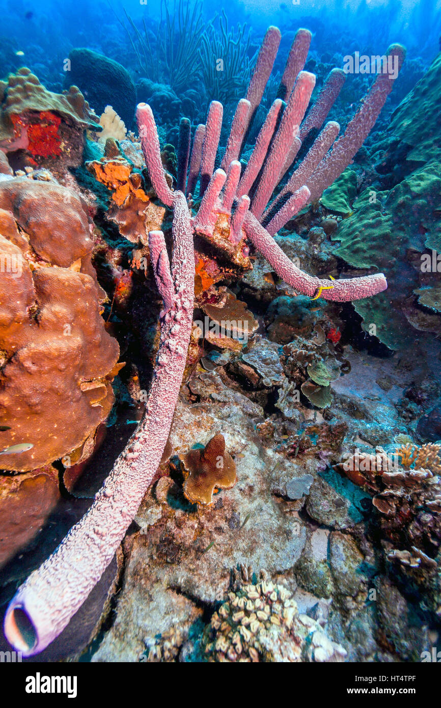 Aplysina archeri,stove-pipe sponge is a species of tube sponge on coral ...