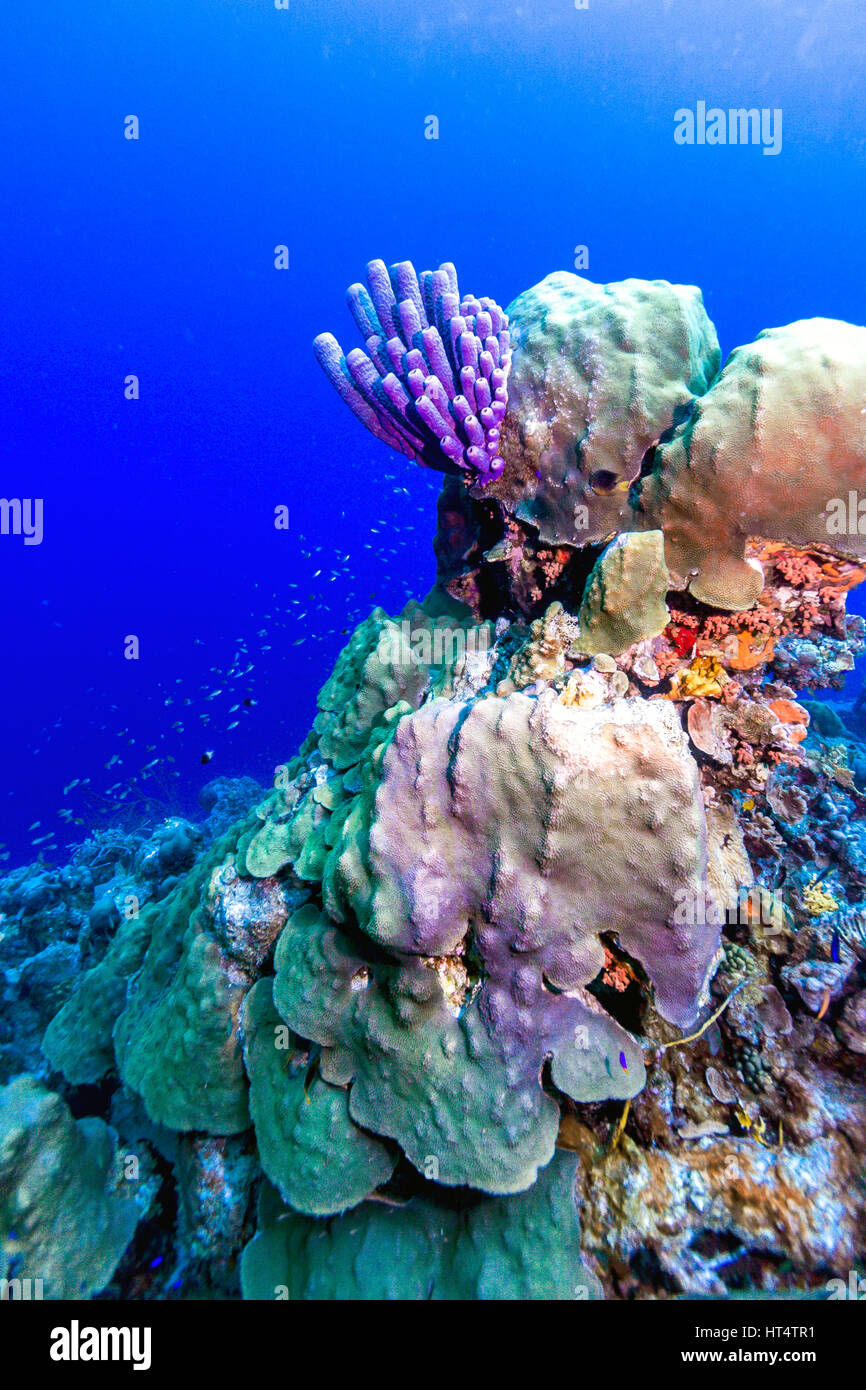 Aplysina archeri,stove-pipe sponge is a species of tube sponge on coral ...