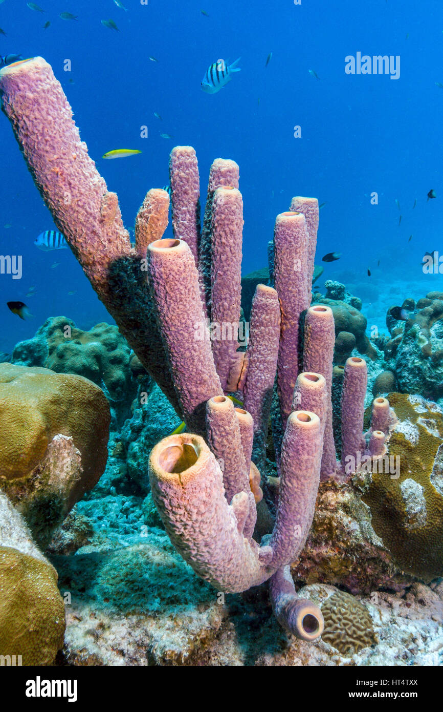Aplysina archeri,stove-pipe sponge is a species of tube sponge on coral ...