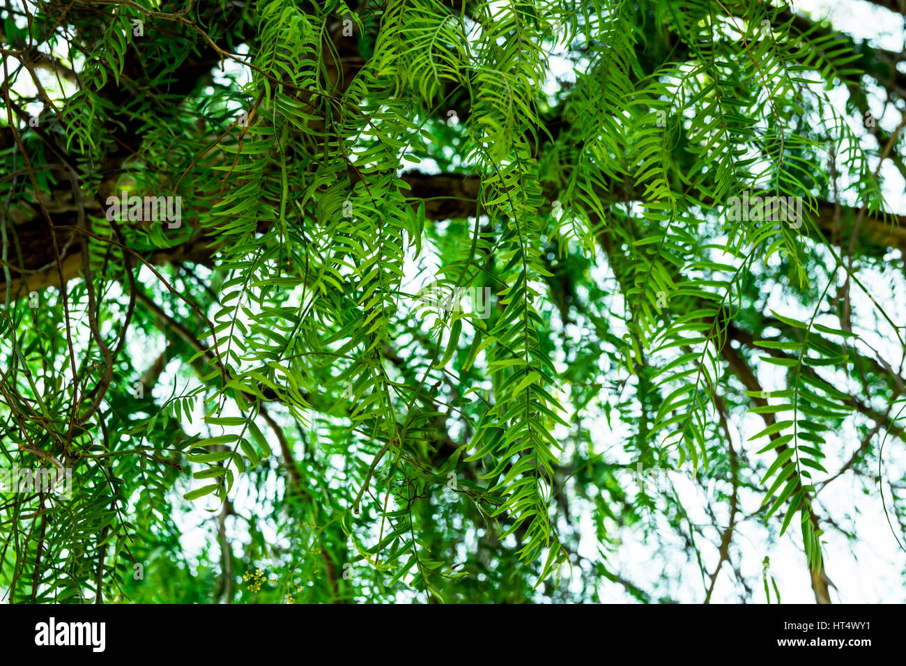 Dangling fronds of staghorn fern tree with tender green leaves, clear ...