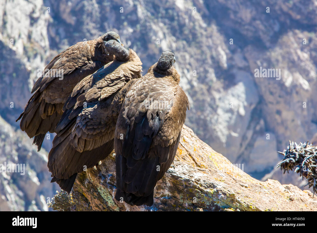 Three Condors at Colca canyon sitting,Peru,South America. This is a ...