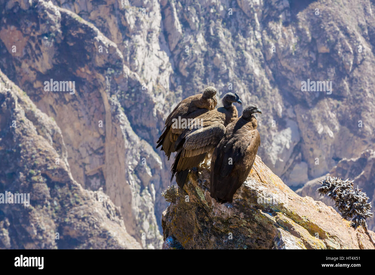 Three Condors at Colca canyon sitting,Peru,South America. This is a ...