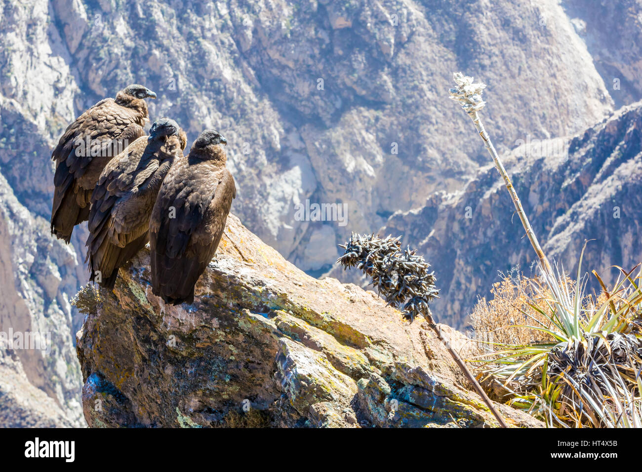 Three Condors at Colca canyon sitting,Peru,South America. This is a ...