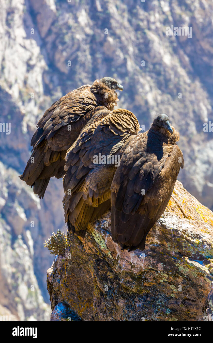 Three Condors at Colca canyon sitting,Peru,South America. This is a ...