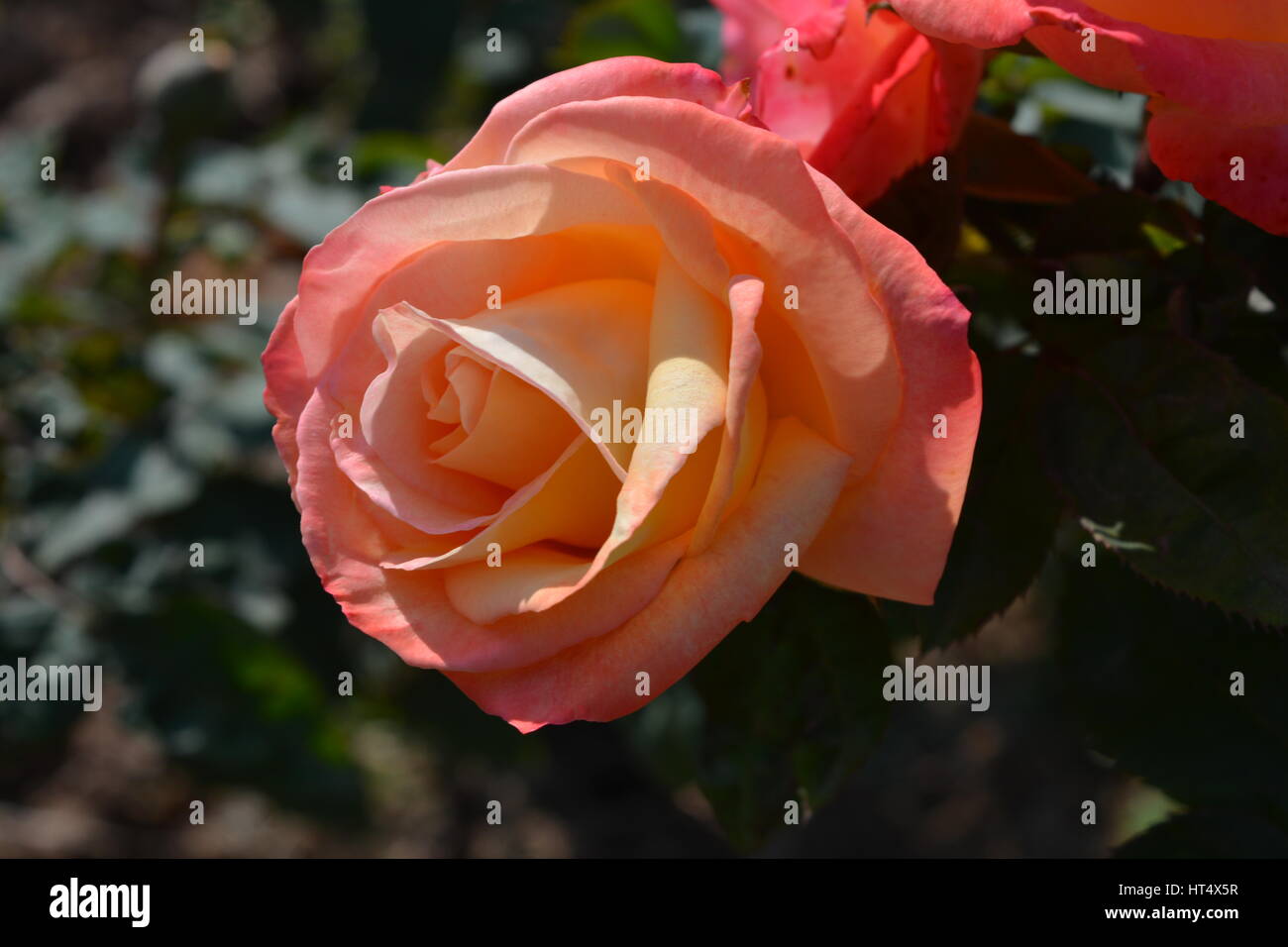 Sweet inspiration rose hi-res stock photography and images - Alamy
