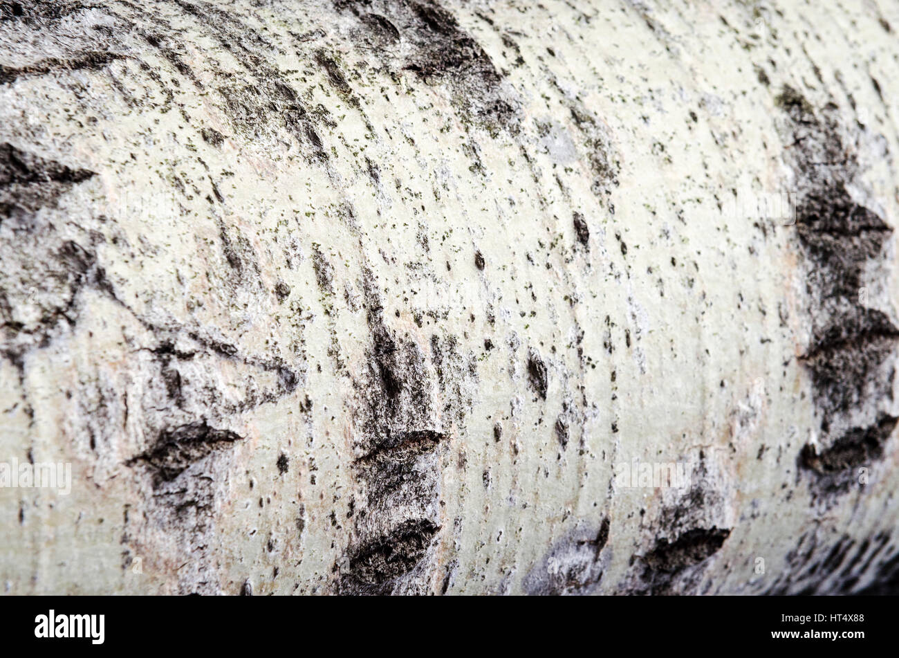 Aspen tree bark close up detail Stock Photo - Alamy Aspen tree bark close up detail Stock Photo - Alamy