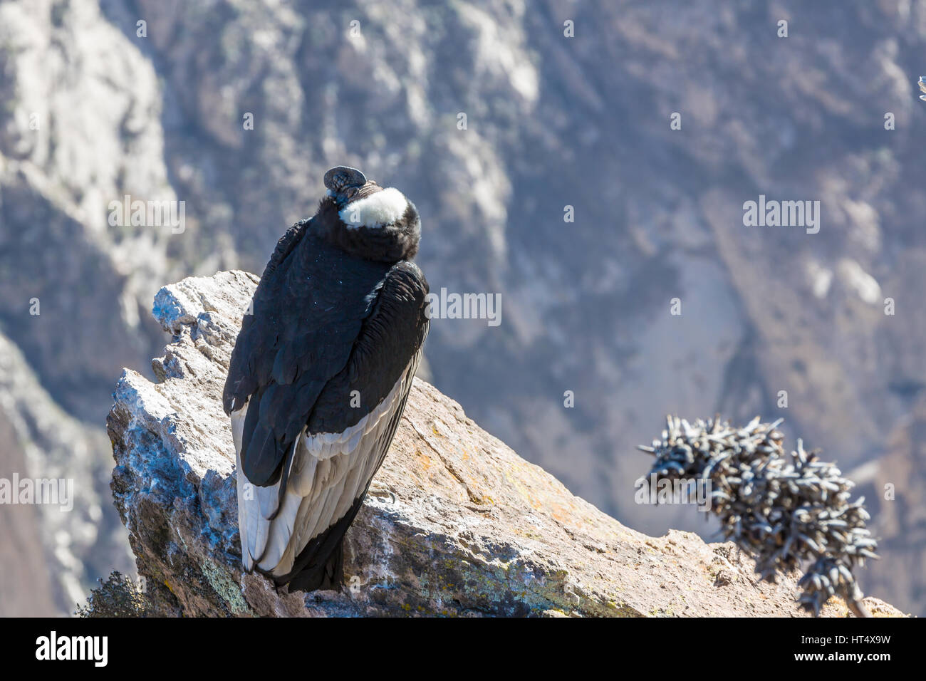 Condor at Colca canyon sitting,Peru,South America. This is a condor the ...