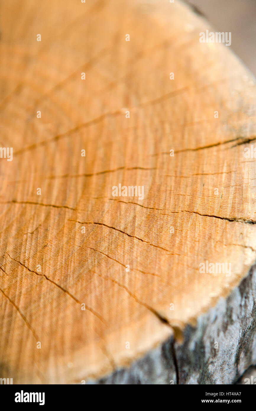 Fresh wood texture hi-res stock photography and images - Alamy