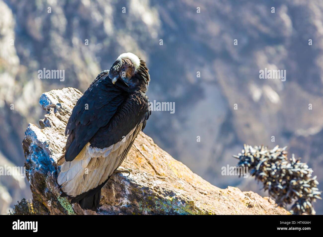 Condor at Colca canyon sitting,Peru,South America. This is a condor the ...