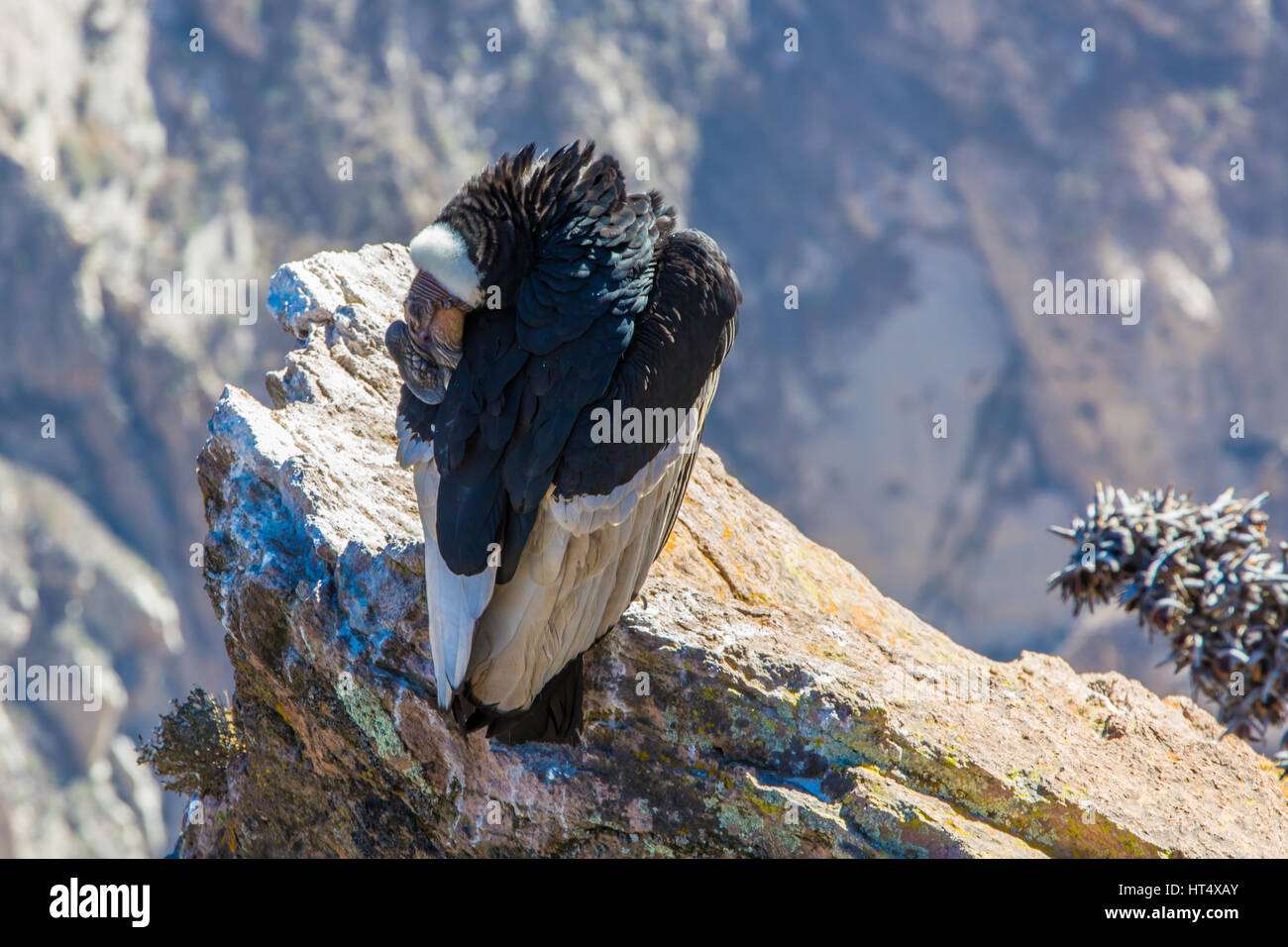 Condor at Colca canyon sitting,Peru,South America. This is a condor the ...