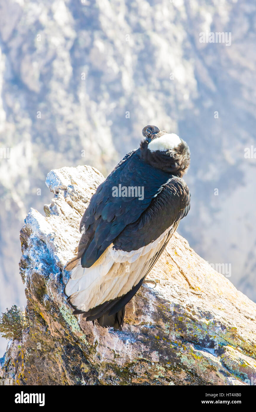 Condor at Colca canyon sitting,Peru,South America. This is a condor the ...