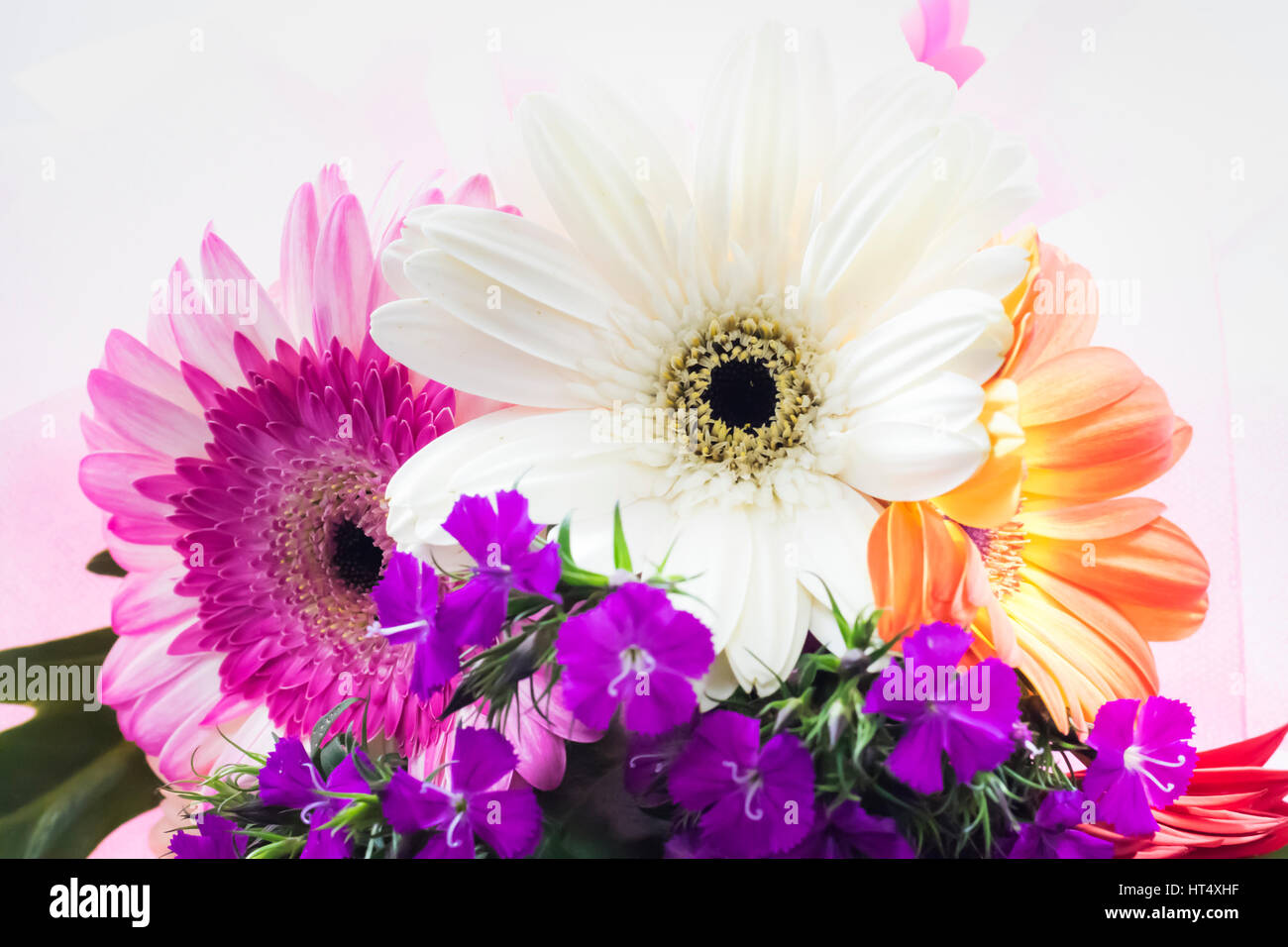 Beautiful colorful flower on white background Stock Photo - Alamy