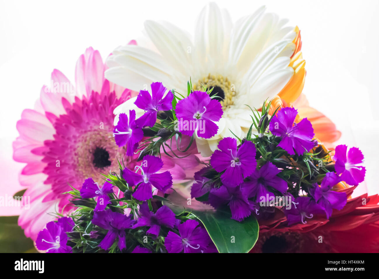 Beautiful colorful flower on white background Stock Photo - Alamy