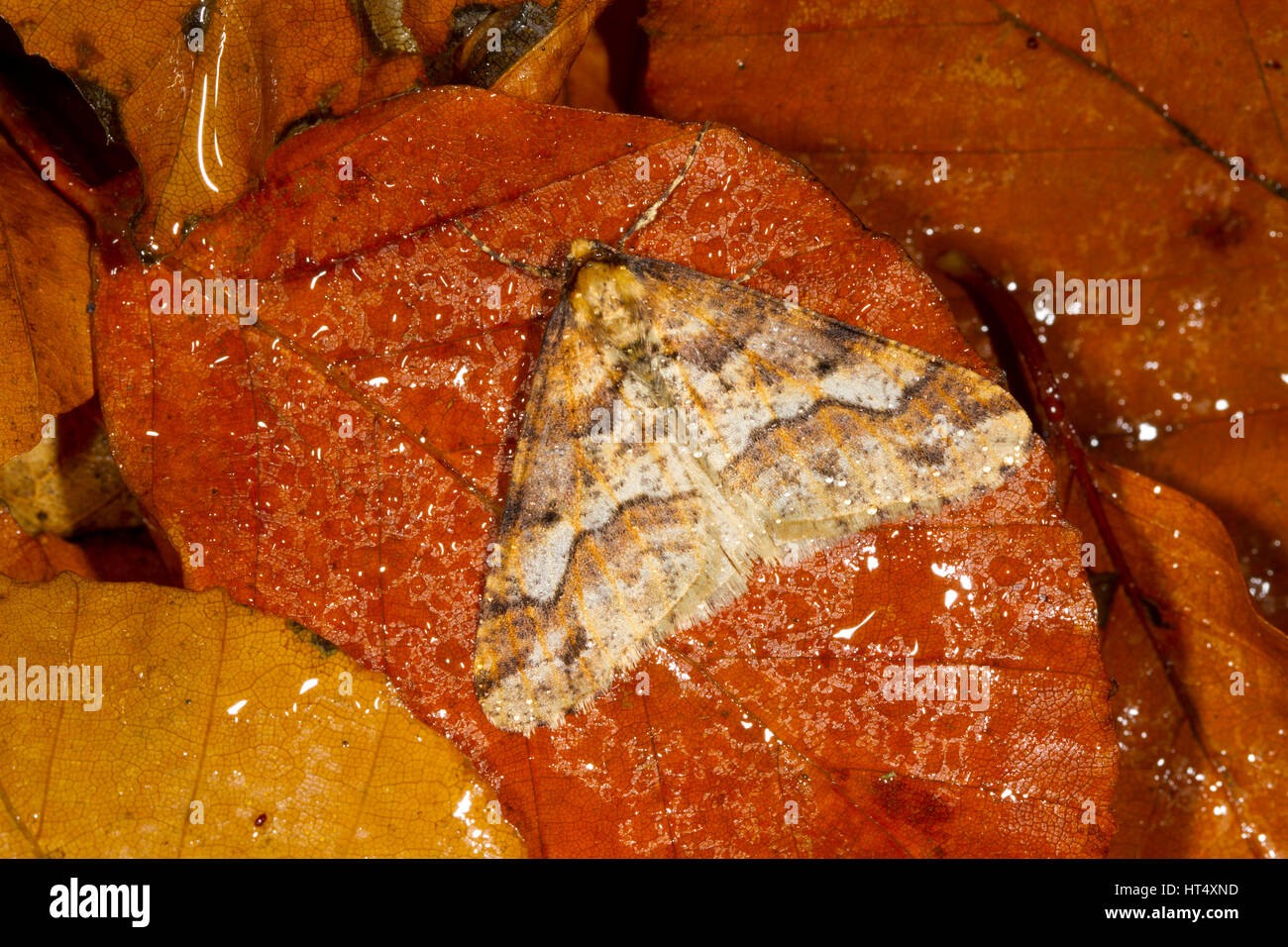 Mottled Umber moth (Erannis defoliaria) adult male resting amongst ...