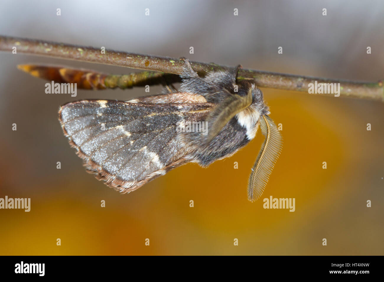 December moth hi-res stock photography and images - Alamy