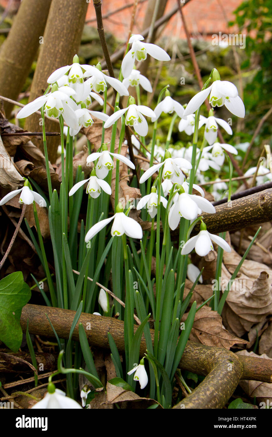 Snowdrops (Galanthus nivalis) flowering in a woodland garden. Powys ...