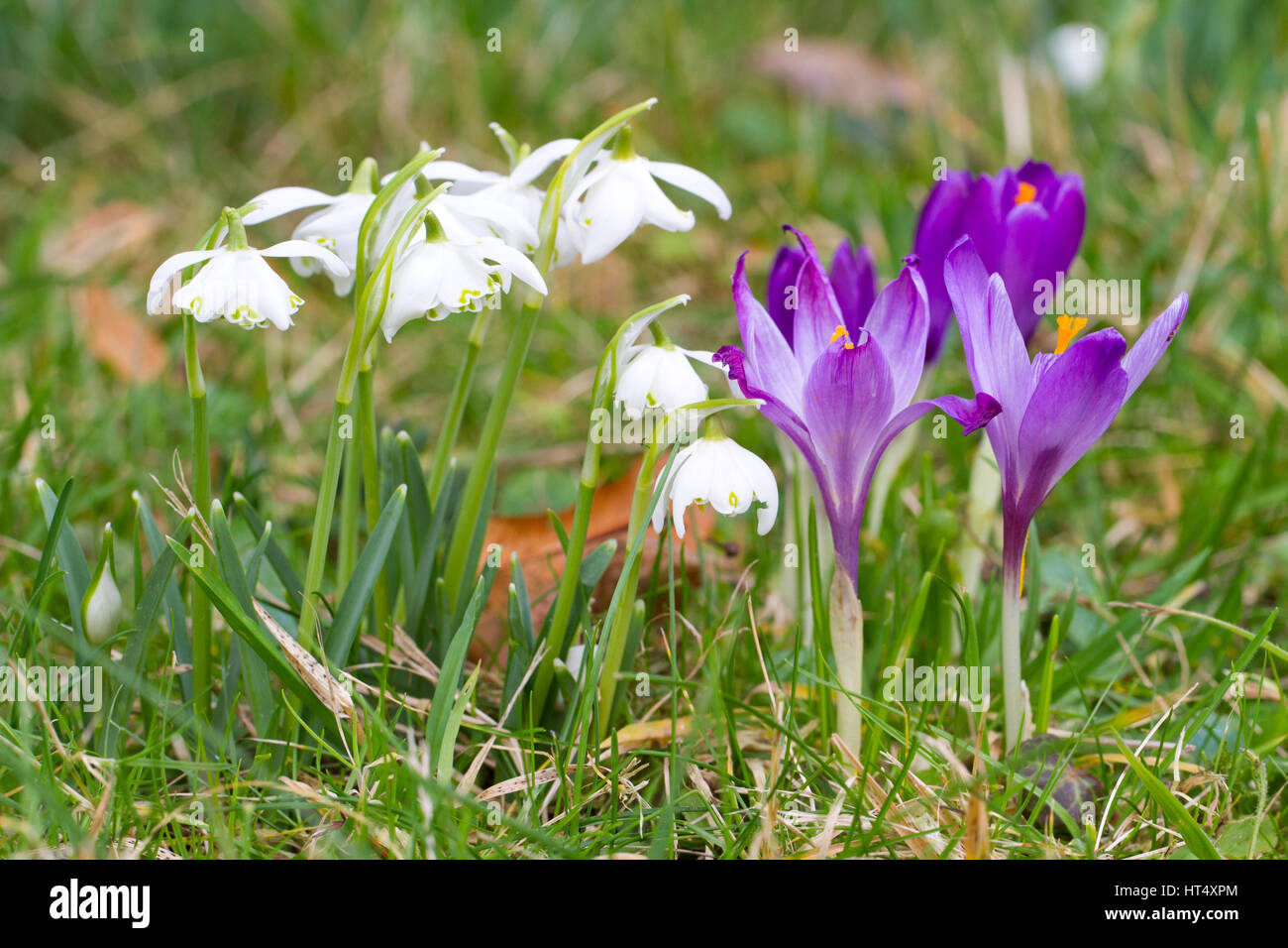 Crocuses and snowdrops hi-res stock photography and images - Alamy