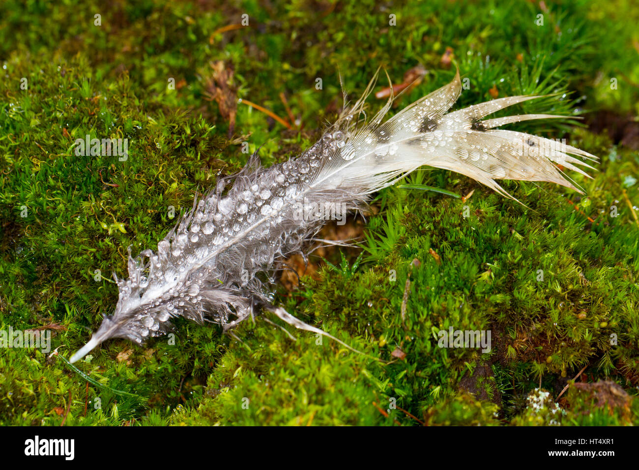 Pheasant feather hi-res stock photography and images - Alamy