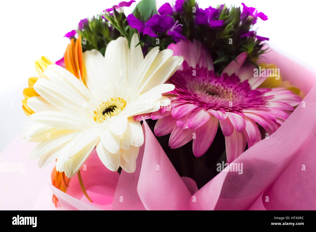 Beautiful colorful flower on white background Stock Photo - Alamy