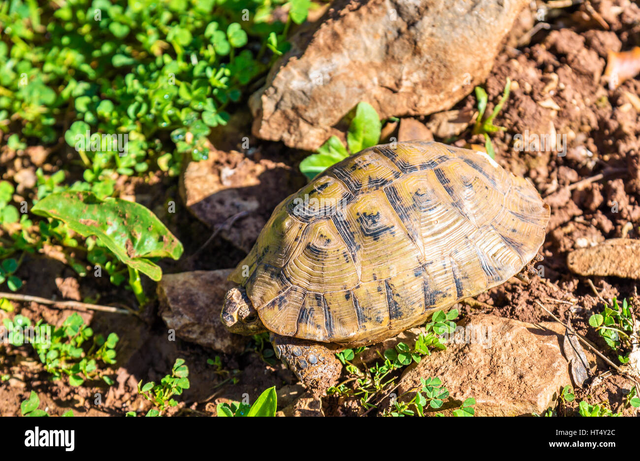 Freshwater tortoise hi-res stock photography and images - Alamy