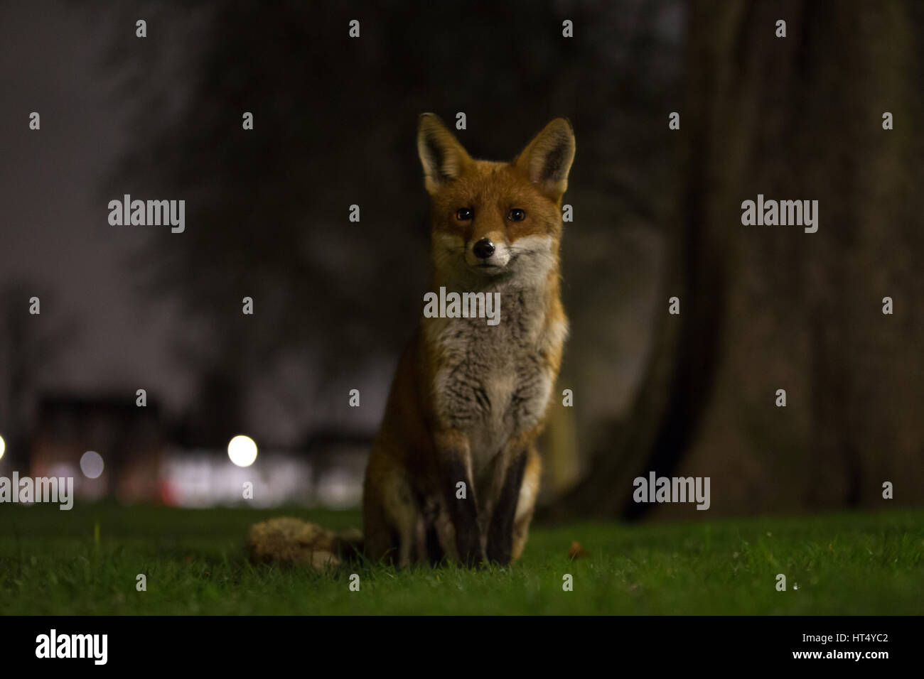 Urban night fox hi-res stock photography and images - Alamy