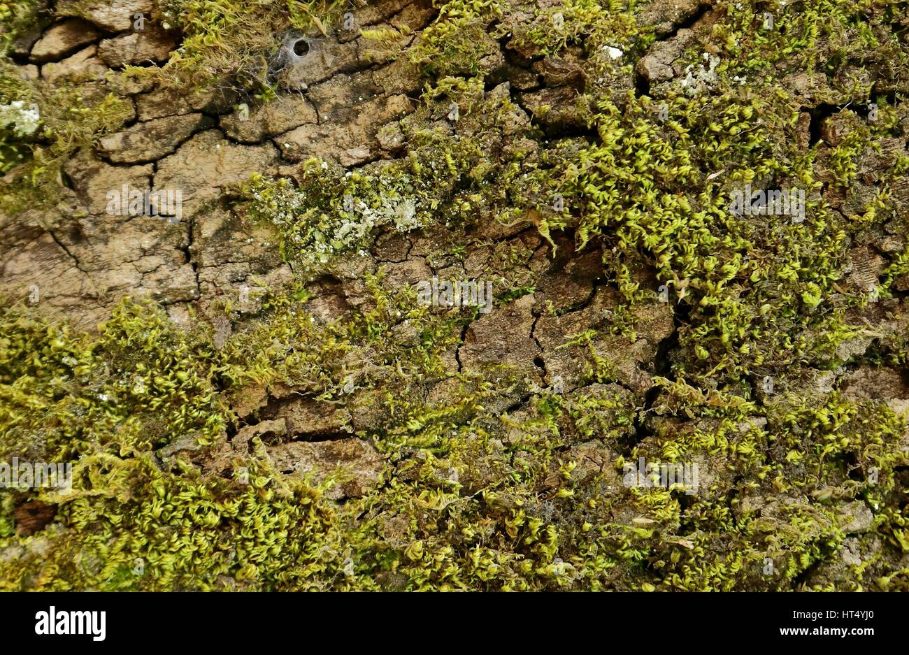 Nature Texture tree with moss in forest Stock Photo - Alamy