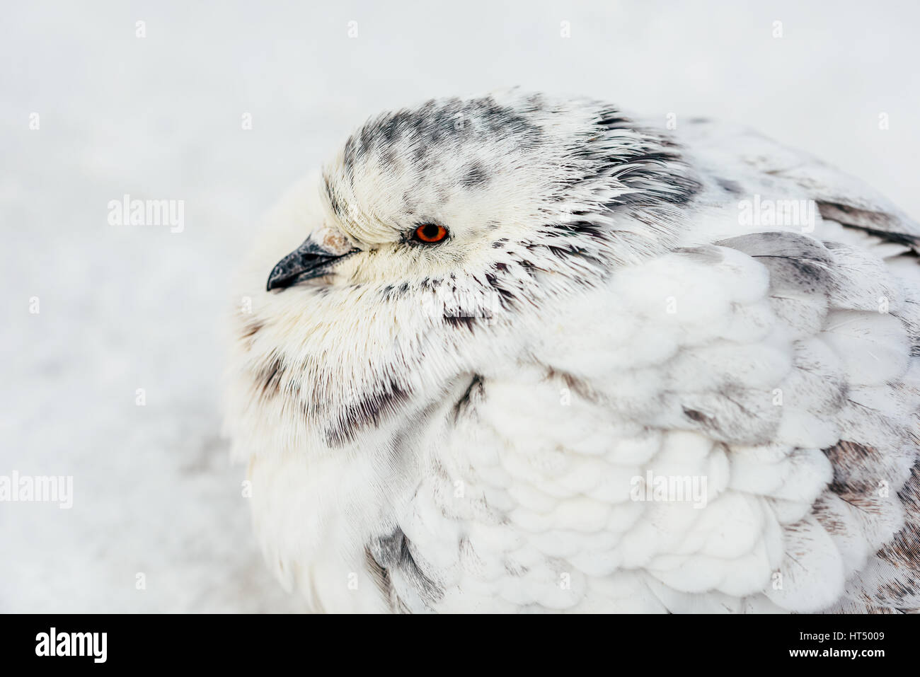 Grey white pigeon hi-res stock photography and images - Alamy