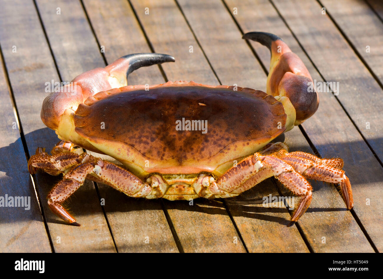 Brown crab hi-res stock photography and images - Alamy