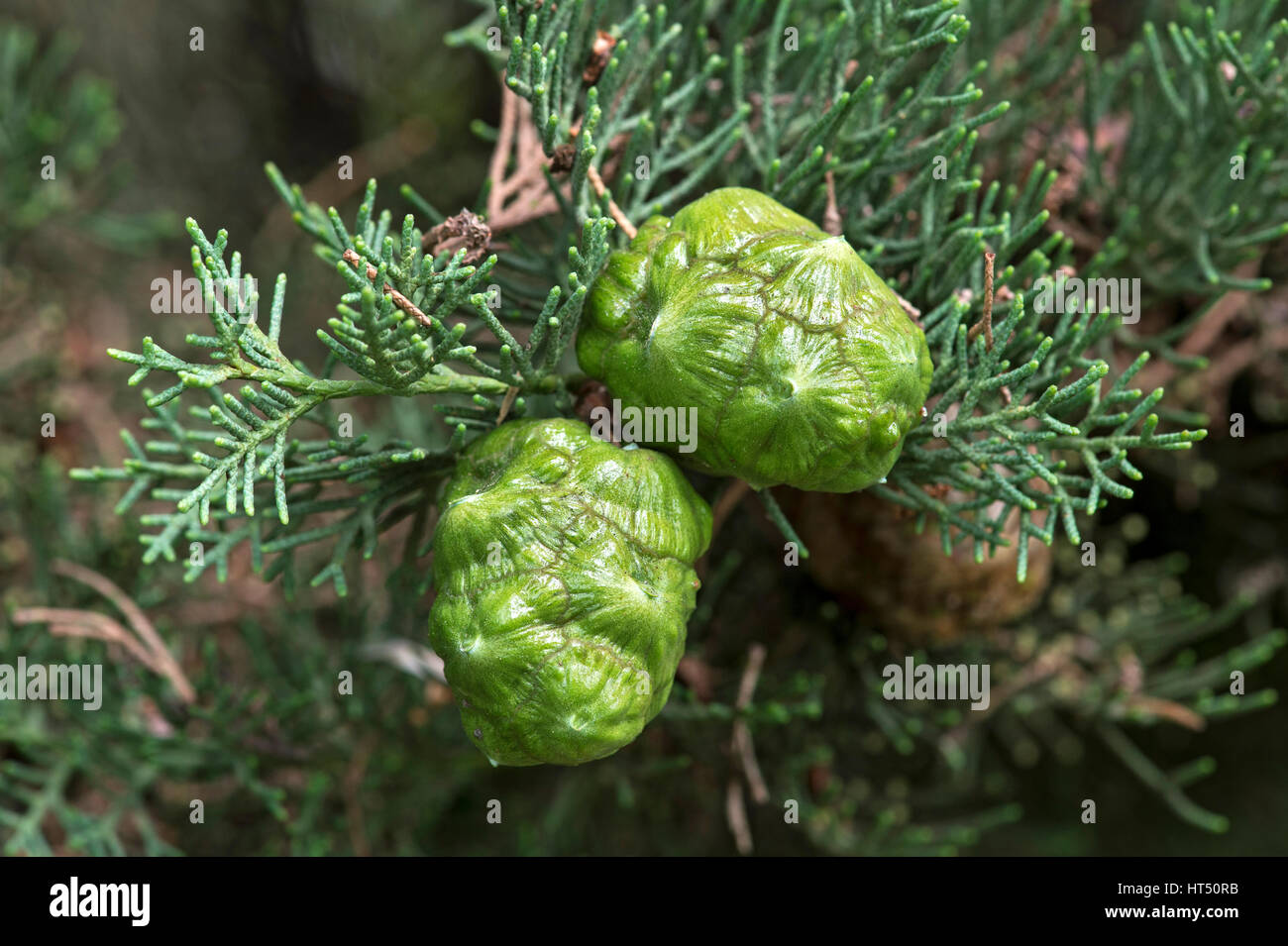 Young cones, Mediterranean Cypress (Cupressus sempervirens ...
