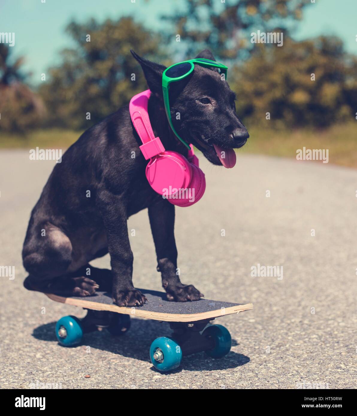 Dog Friend Cute Canine Smiling Stock Photo - Alamy