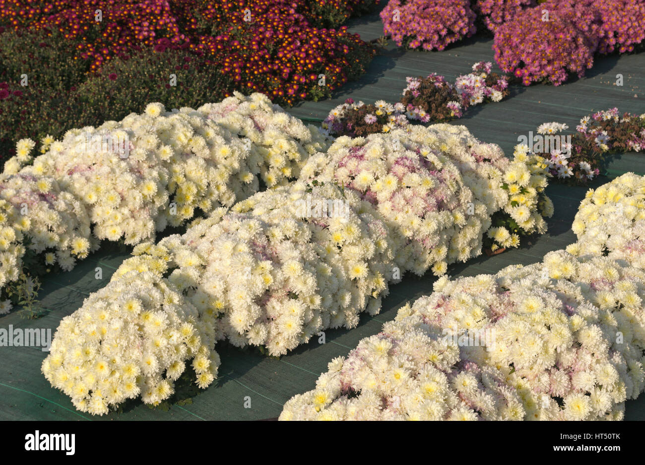 Different colored mums hi-res stock photography and images - Alamy