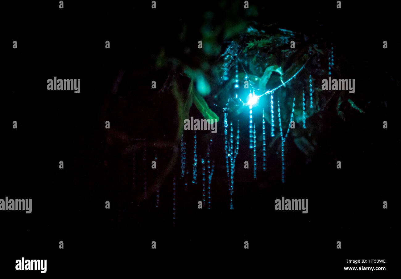 Bioluminescence, luminous Glowworm, maggot of fungus gnats ...