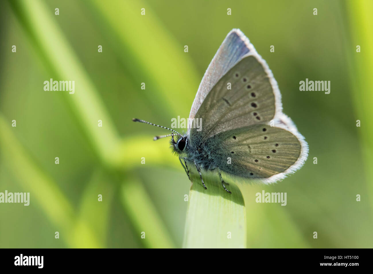 Small blue butterfly hi-res stock photography and images - Alamy
