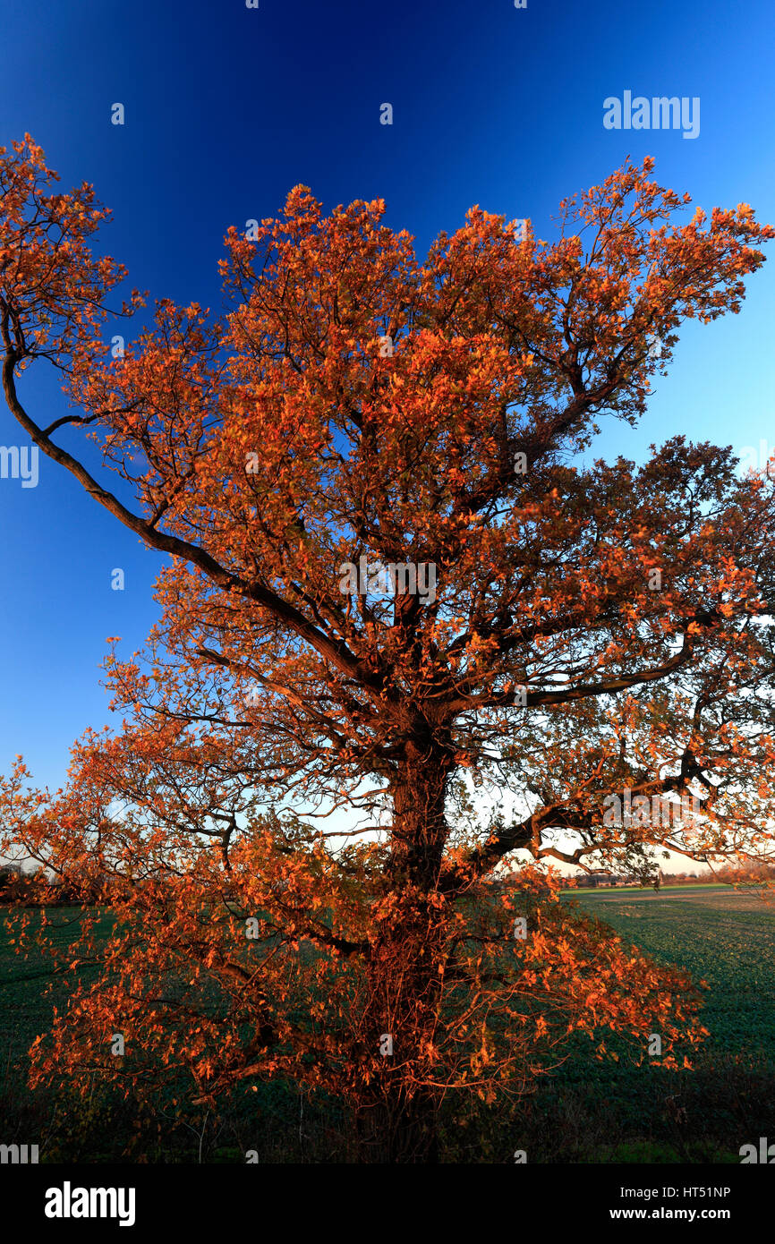 Fenland filed hi-res stock photography and images - Alamy