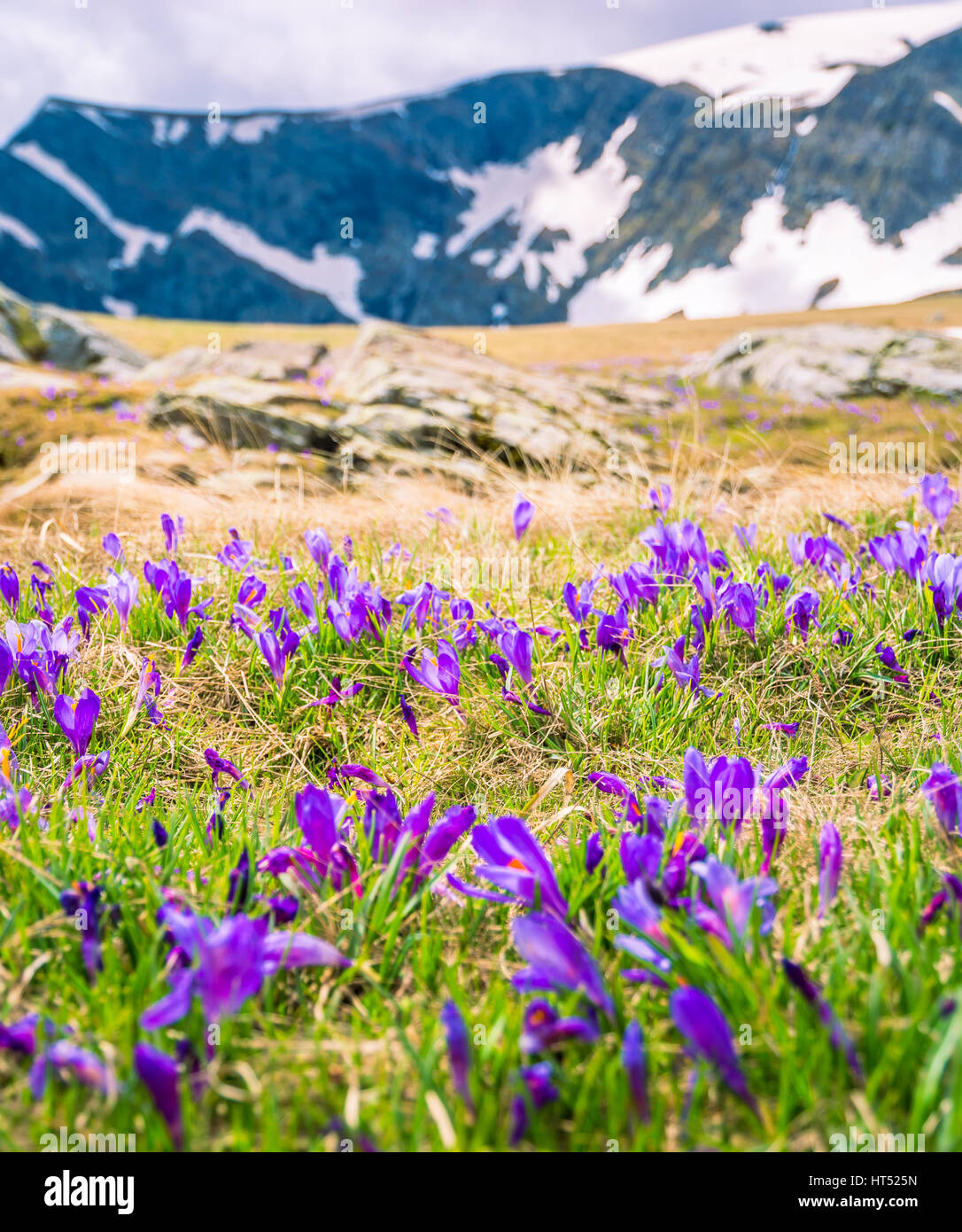Crocus flowers at Seven Rila Lakes in Bulgaria Stock Photo - Alamy