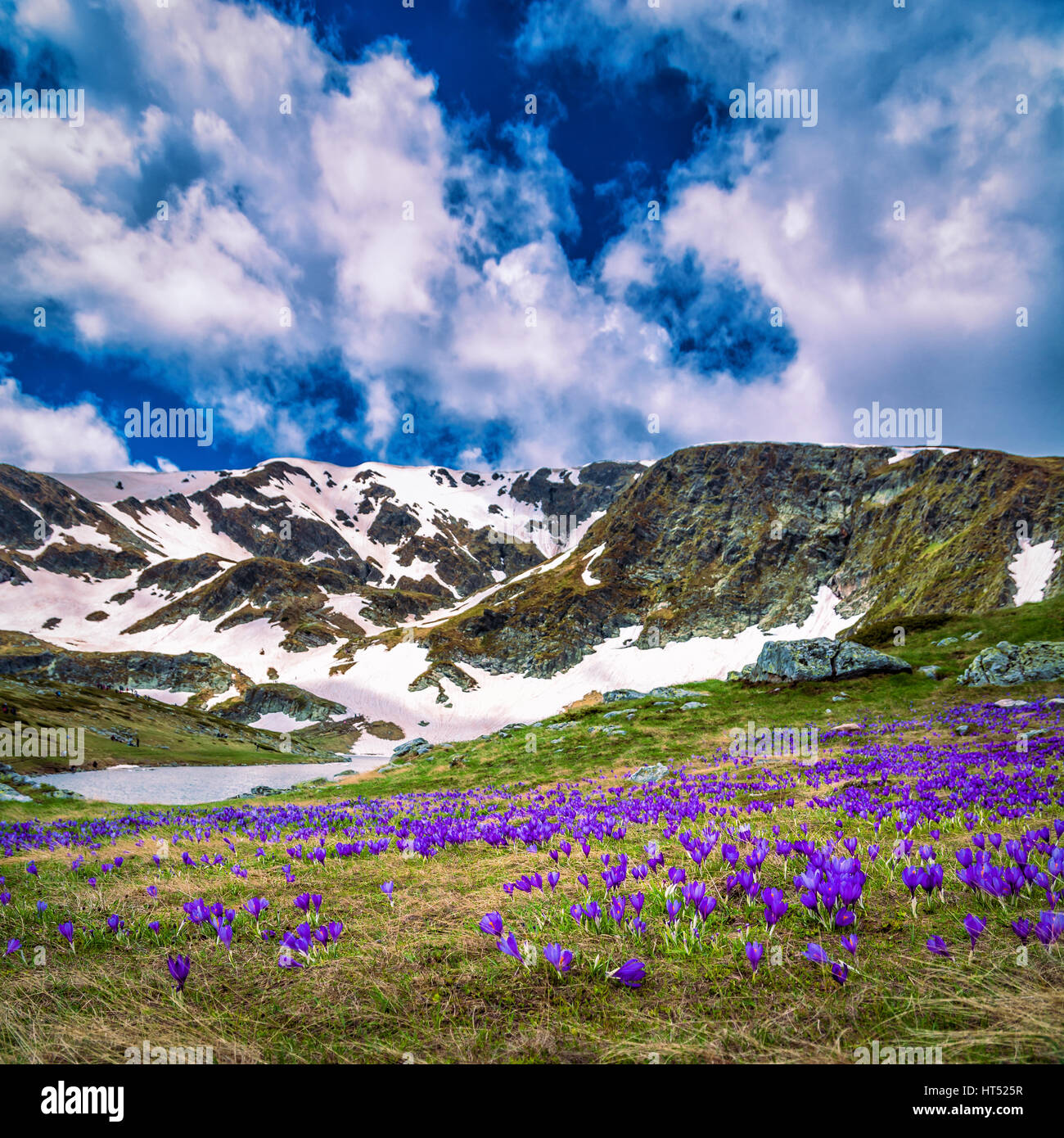 Crocus flowers at Seven Rila Lakes in Bulgaria Stock Photo - Alamy
