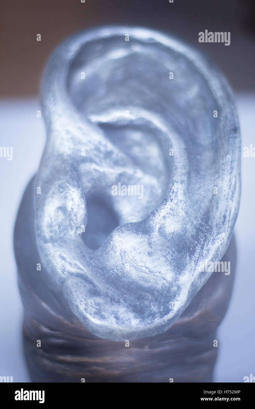 Human ear Audiologist medical model cast used for Audiologists to ...