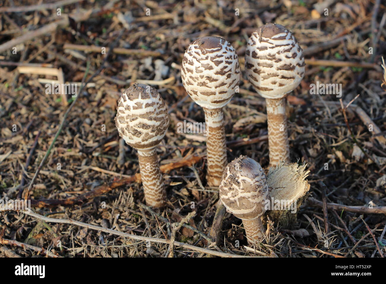 Common parasol mushrooms Stock Photo - Alamy
