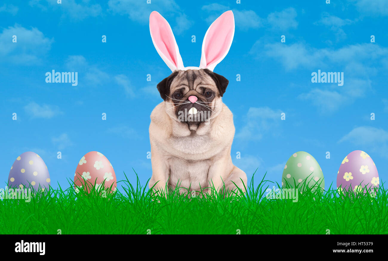 cute pug puppy dog sitting in grass wearing bunny ears diadem, next to ...