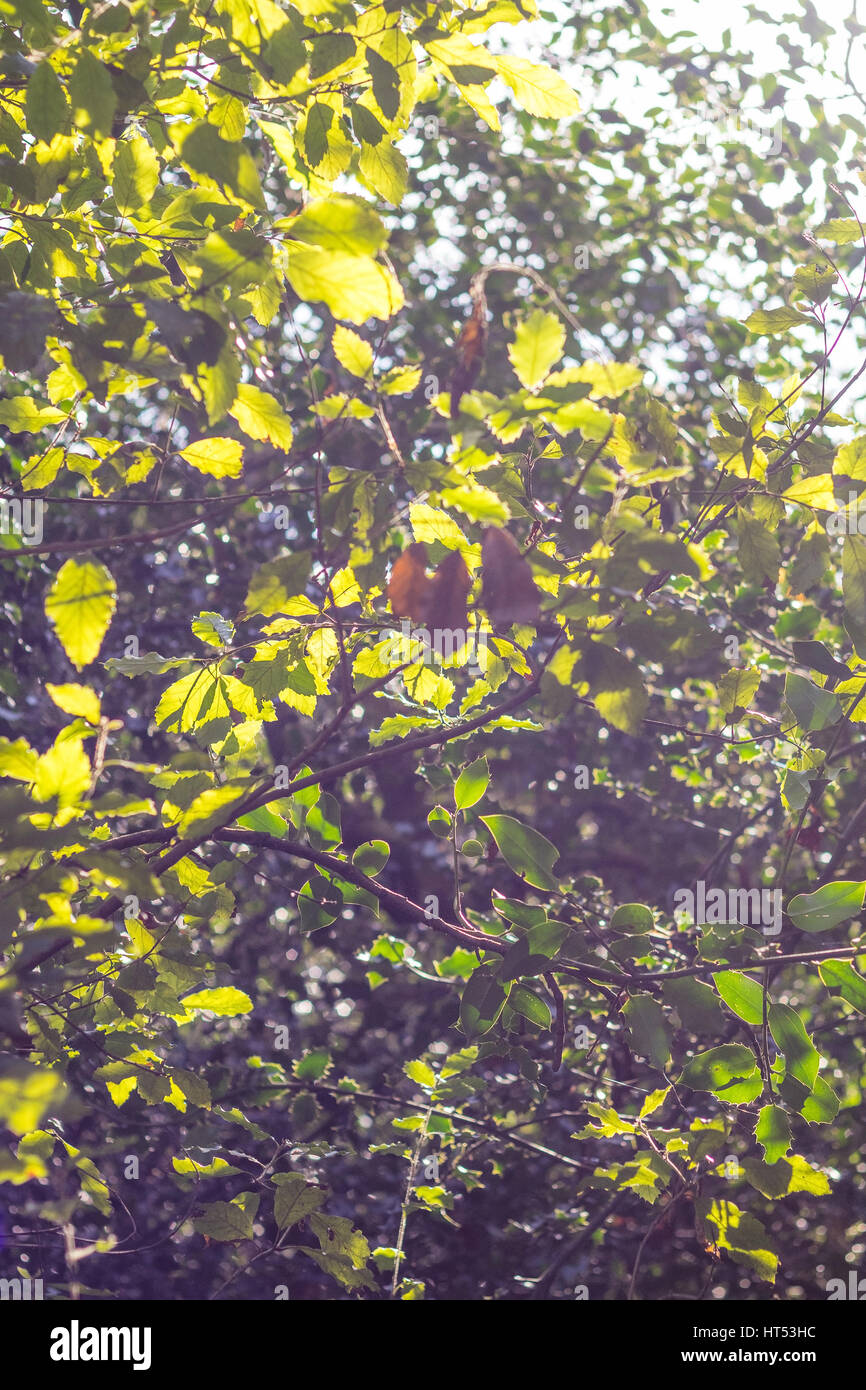 Back litted leaves from a tree given a very bright green color to them ...