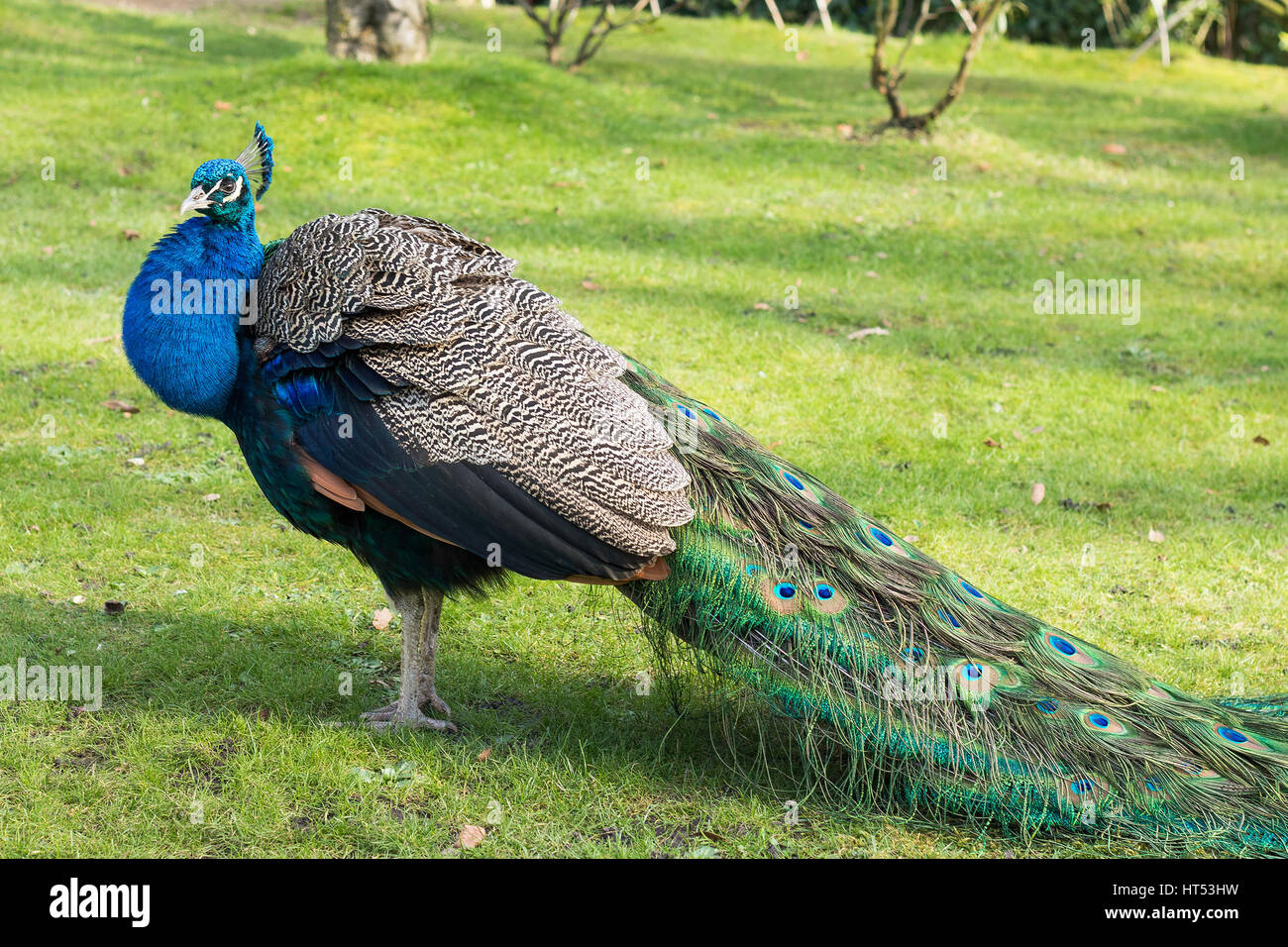 Male peacock walking around in the green grass of a public park Stock ...